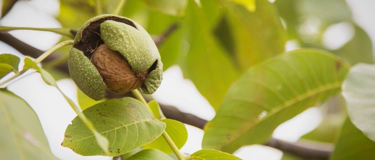 Il Noce, pianta del cambiamento